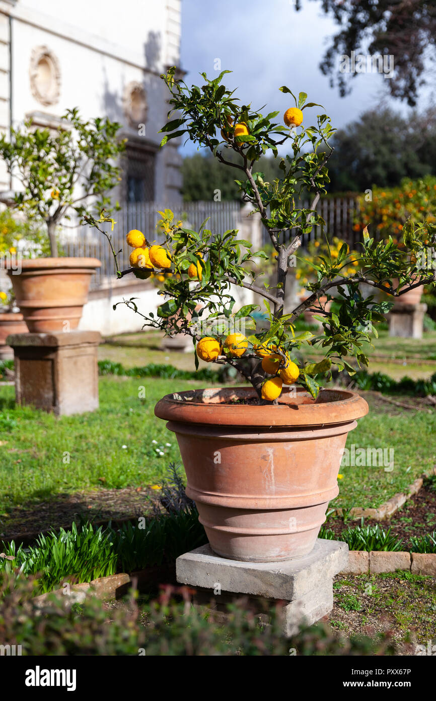 Lemon trees italy hi-res stock photography and images - Alamy