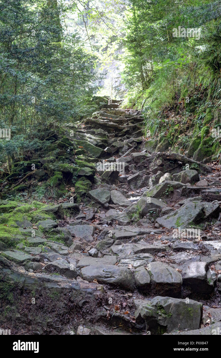 A uphill climbing stone path in the deep forest of the Añisclo canyon ...