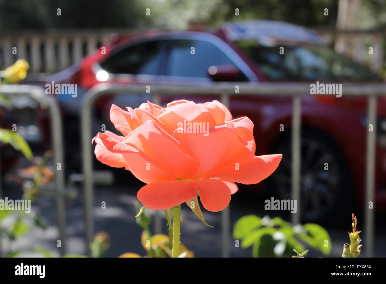 Flower traffic light hi-res stock photography and images - Alamy