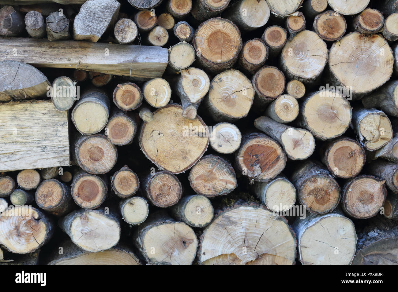 A batch of piled yellow and brown round firewood cut in regular logs ...