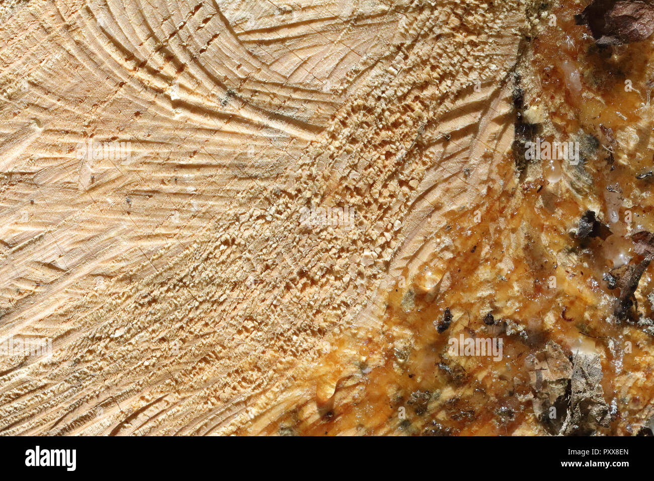 A close view of the incisions and engravings of a chainsaw machine on a ...