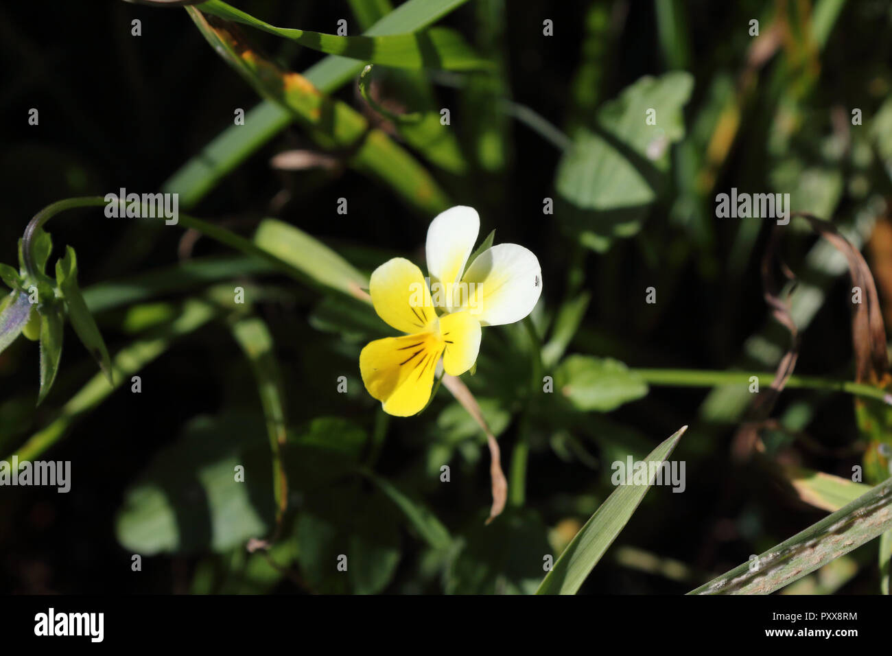Viola Tricolor Wild High Resolution Stock Photography and Images - Alamy