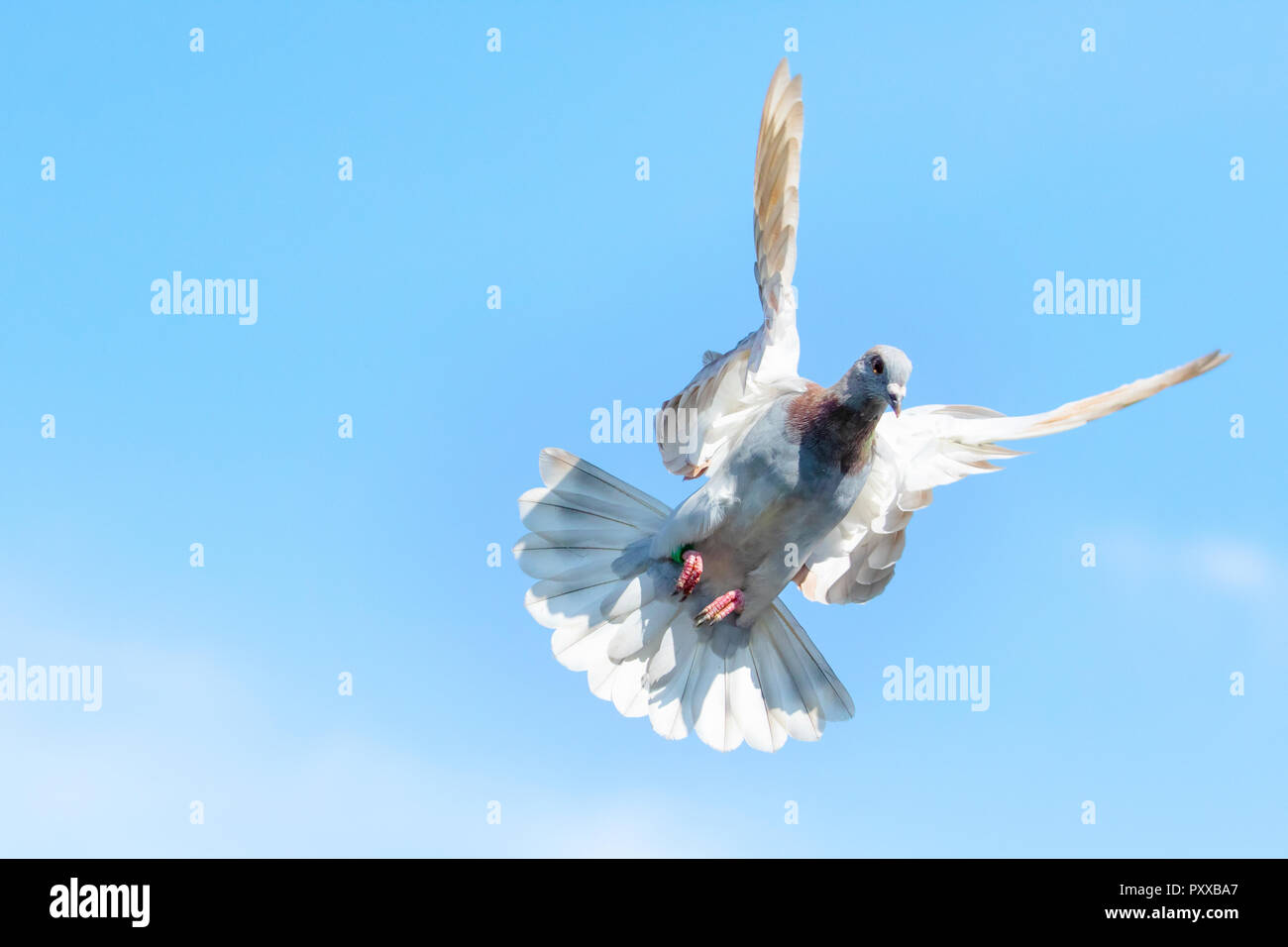 speed racing pigeon flying against clear blue sky Stock Photo - Alamy