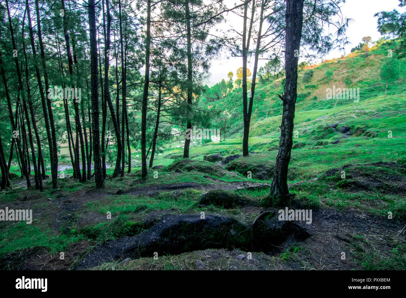 Forest Landscape of Khaliya Top Trek in Munsyari, Uttrakhand, India ...