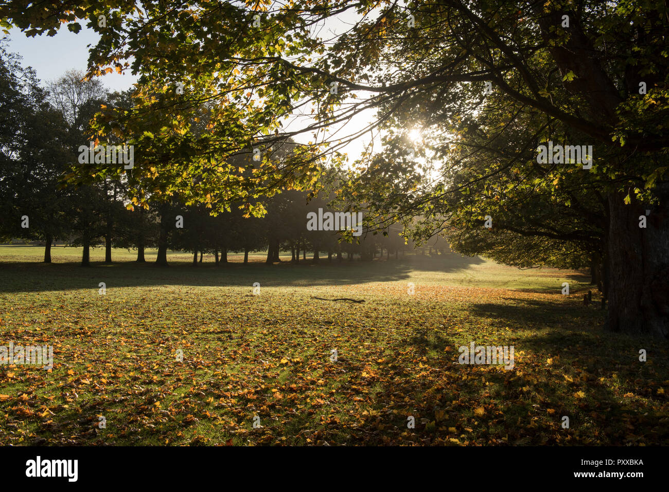 Early morning light and shadows on an autumn morning at Wollaton Park ...