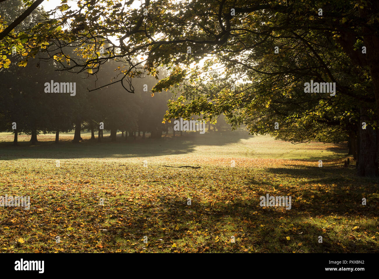 Early morning light and shadows on an autumn morning at Wollaton Park ...