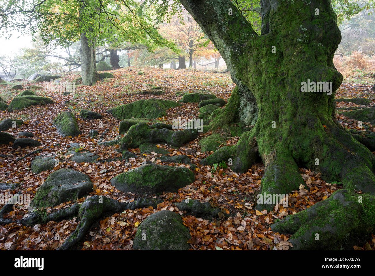 Gnarled tree hi-res stock photography and images - Alamy