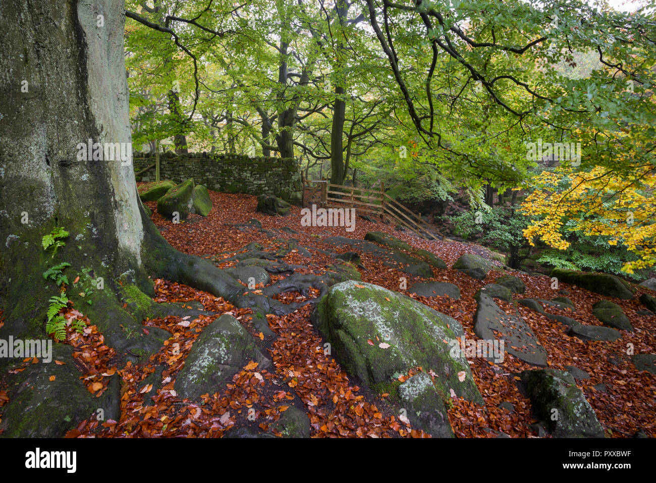 Padley Gorge in autumn, Peak District, Derbyshire, England Stock Photo ...