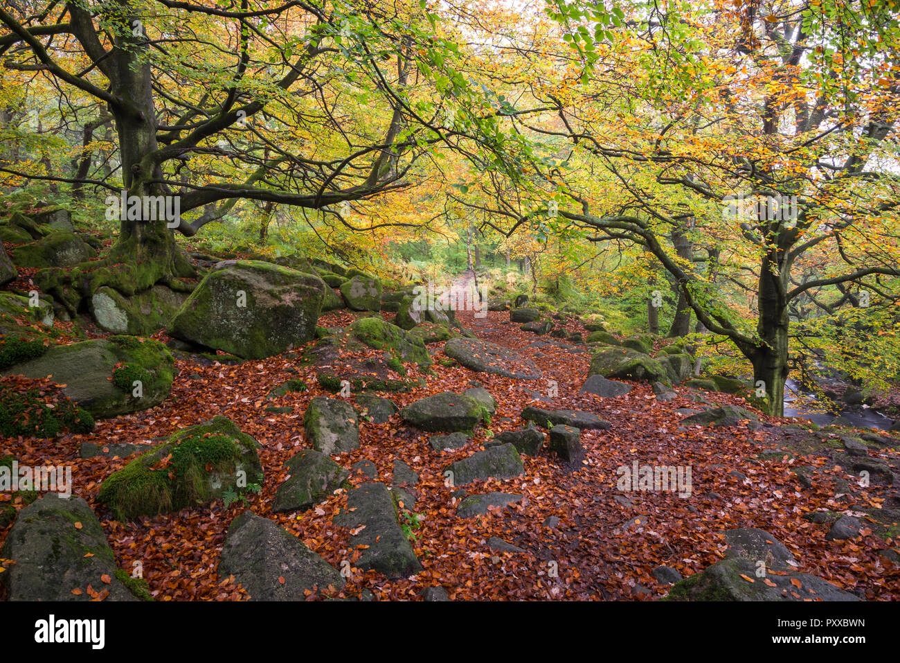 Autumn in Padley Gorge, Peak District, Derbyshire, England Stock Photo ...