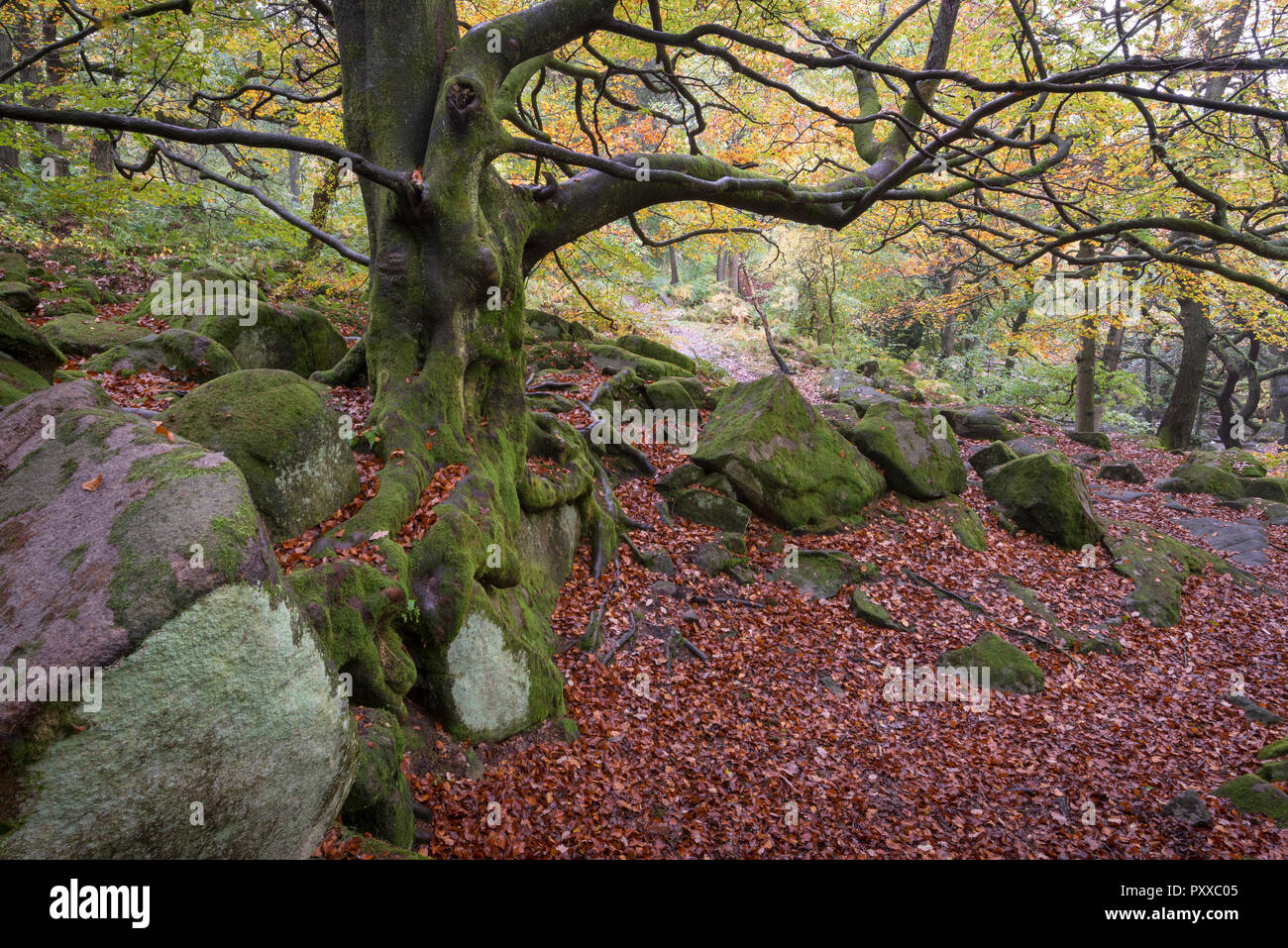 Creeping roots hi-res stock photography and images - Alamy