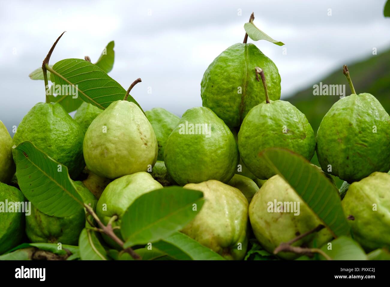 Pile of green guava in the market for sale Stock Photo - Alamy