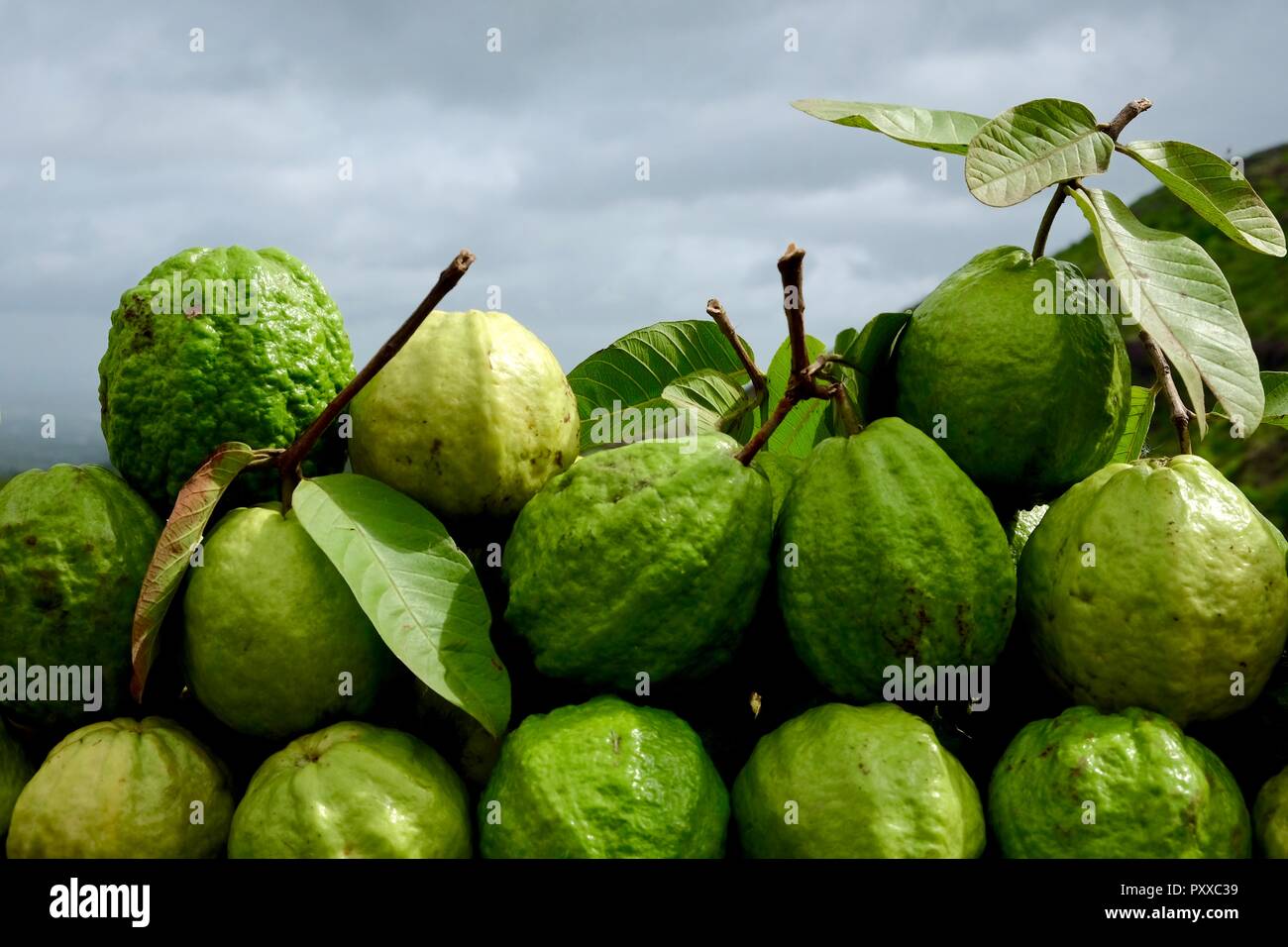 Pile of green guava in the market for sale Stock Photo - Alamy