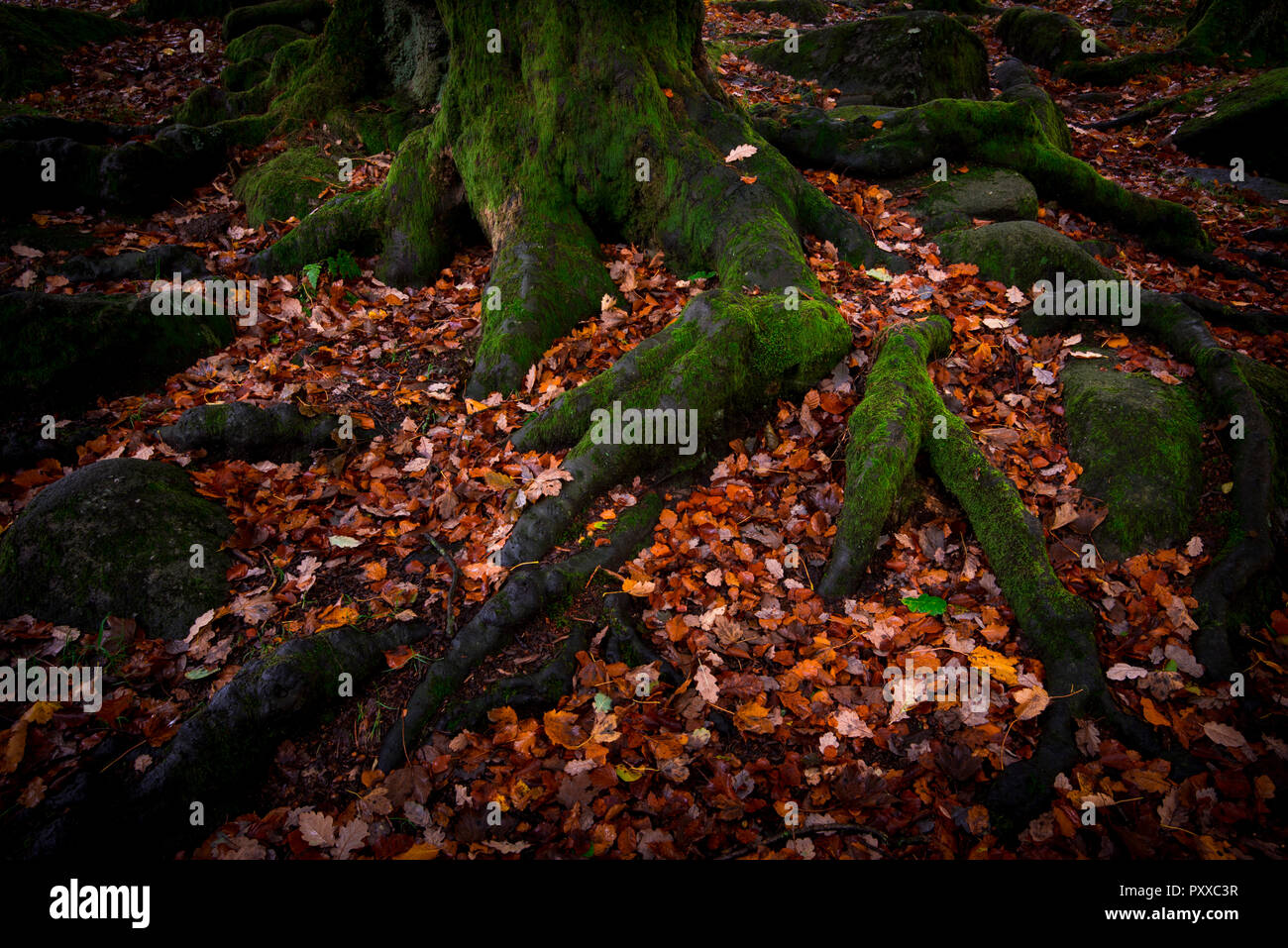 Green tree roots hi-res stock photography and images - Alamy