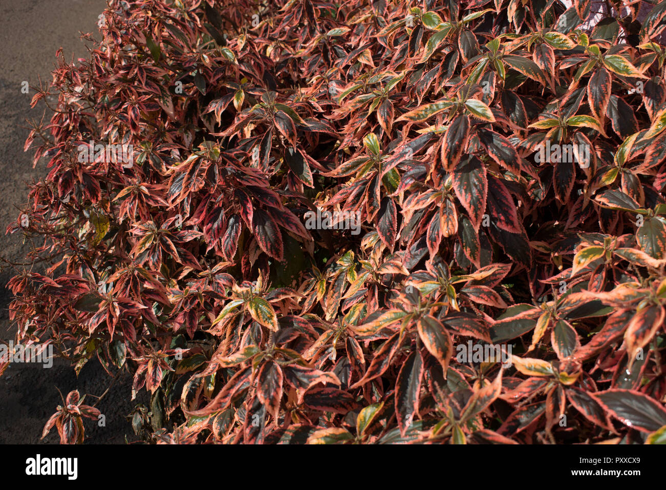 Reddish picture hi-res stock photography and images - Alamy
