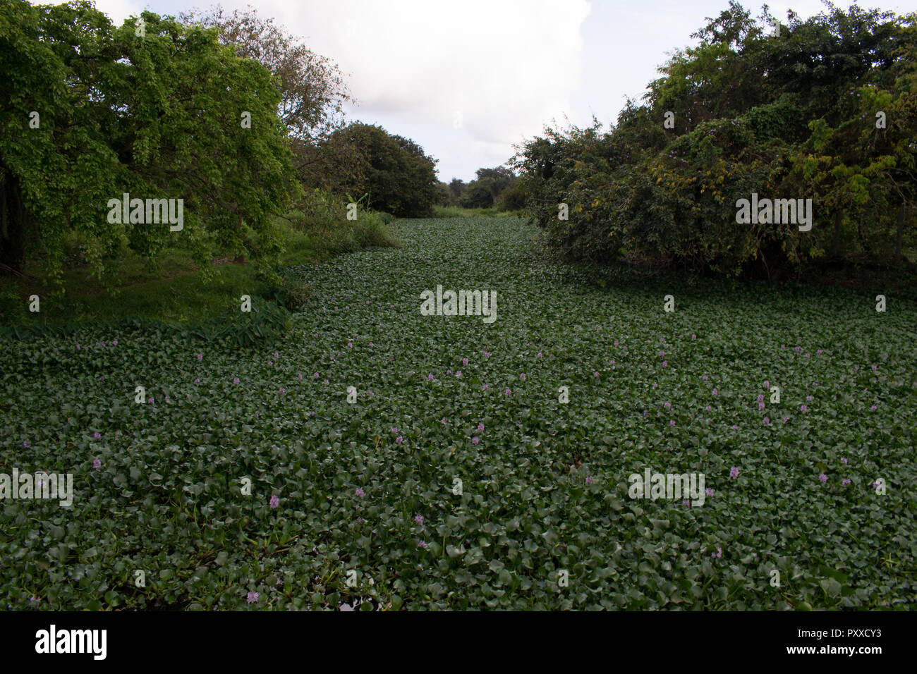 Lirio hi-res stock photography and images - Alamy