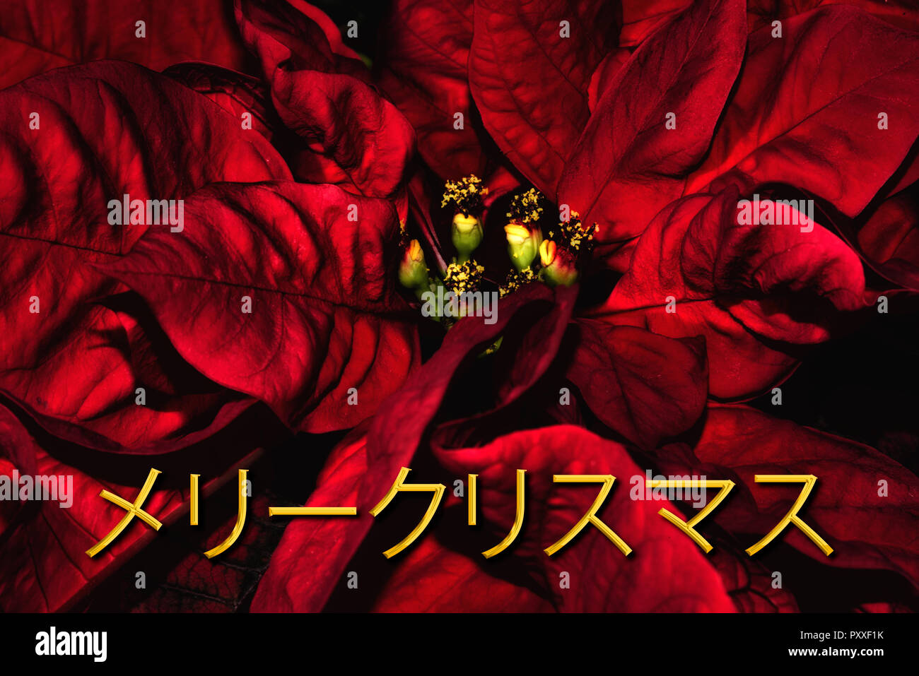 The japanese flash hi-res stock photography and images - Alamy