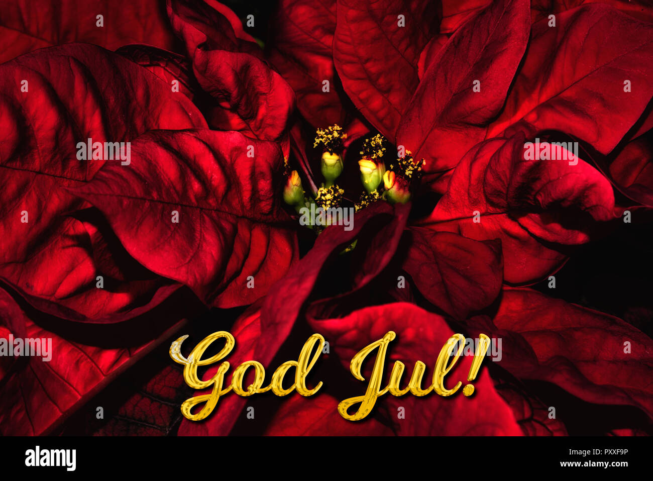 The Swedish text "God Jul" means "Merry Christmas", which is in front ...