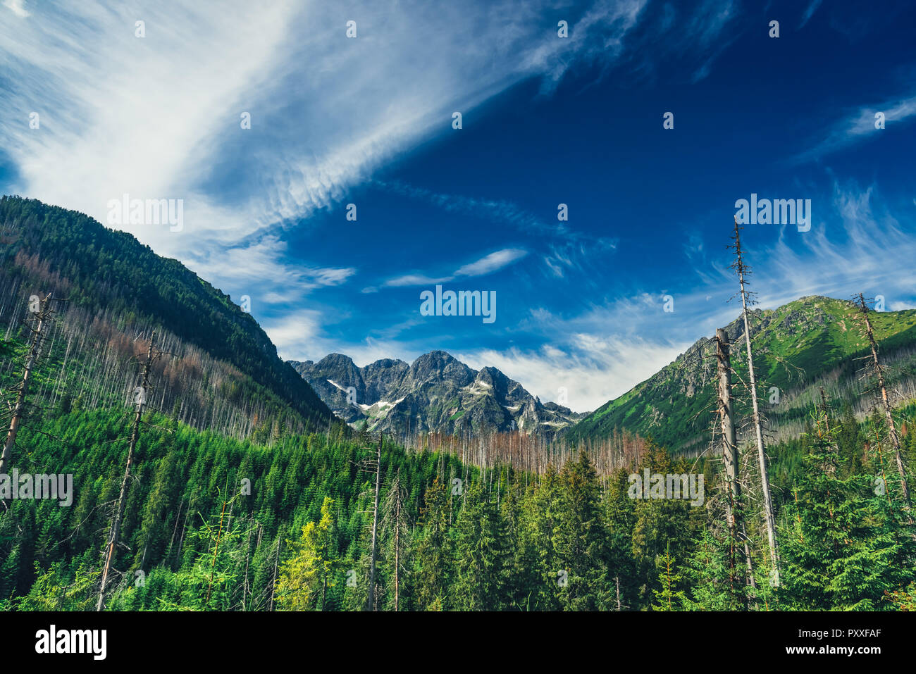View from the forest valley on the peak of high mountain peak with deep ...