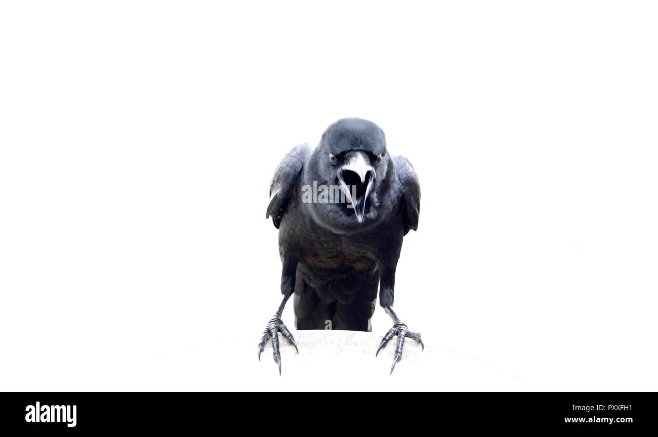 A Indian crow looking at camera. on white background Stock Photo - Alamy