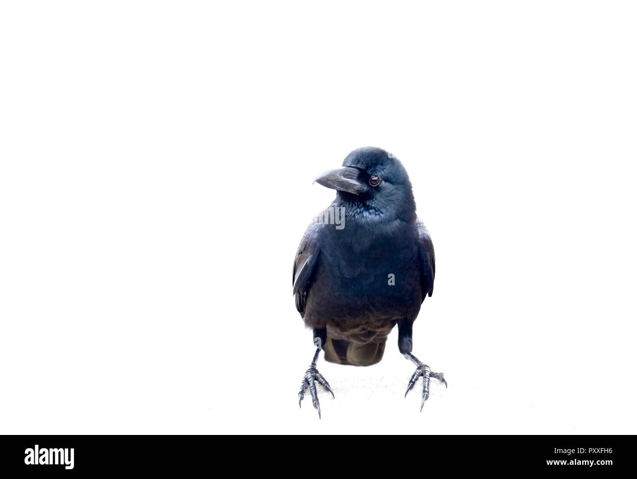 A Indian crow looking at camera. on white background Stock Photo - Alamy