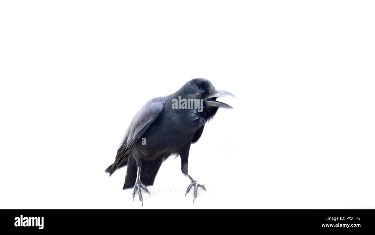 A Indian crow looking at camera. on white background Stock Photo - Alamy