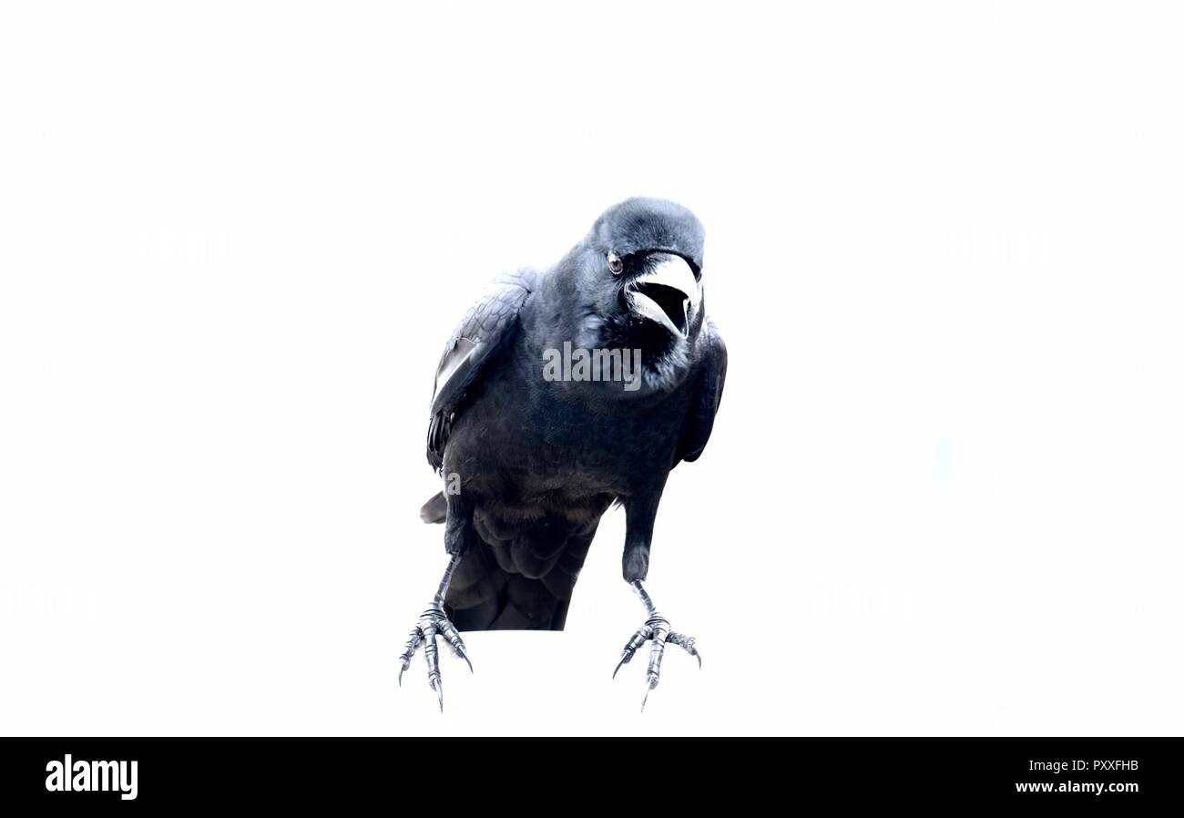 A Indian crow looking at camera. on white background Stock Photo - Alamy