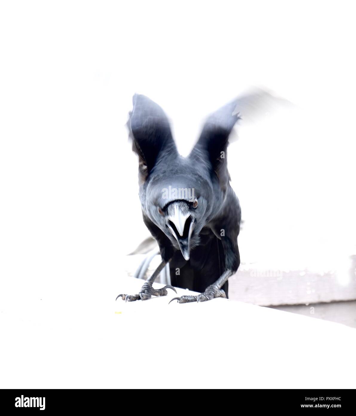 A Indian crow looking at camera. on white background Stock Photo - Alamy