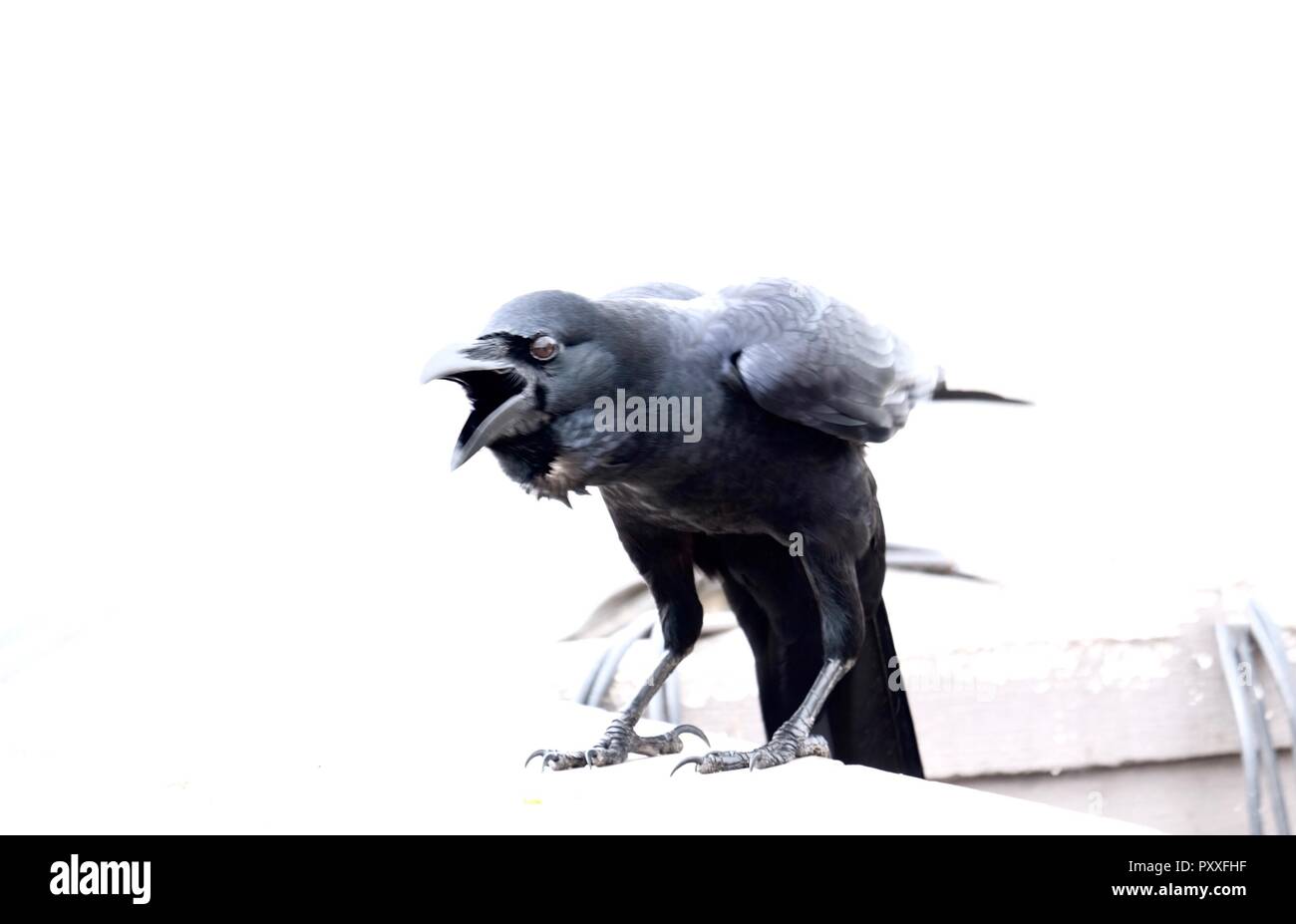 Indian crow hi-res stock photography and images - Alamy