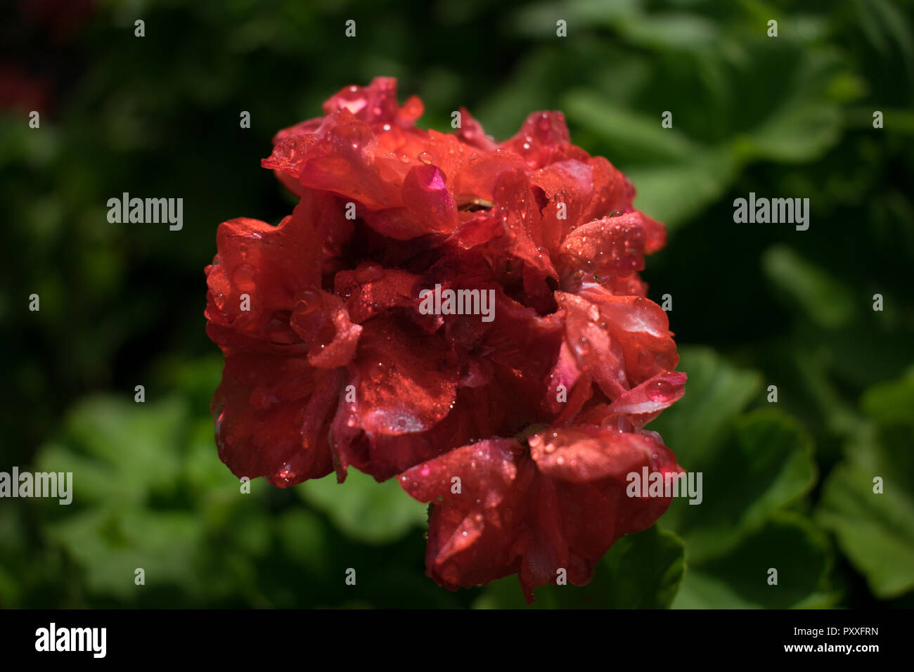 Reddish picture hi-res stock photography and images - Alamy