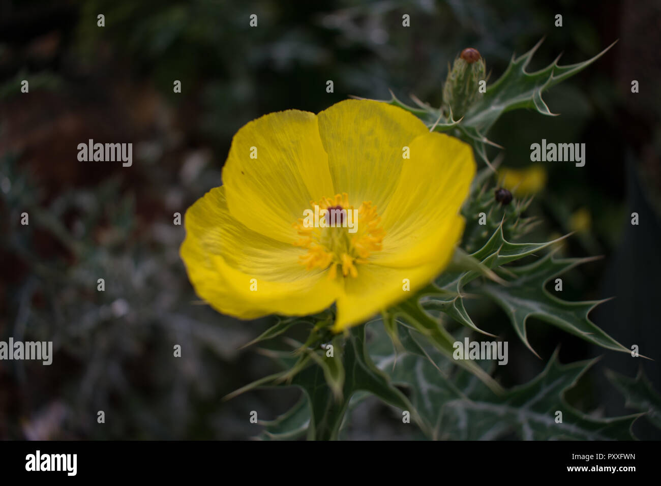 Picture of a Mexican Poppy(Argemone mexicana Stock Photo - Alamy