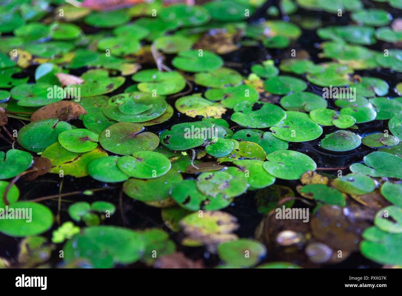 Duckweed leafs on the lake water Stock Photo - Alamy