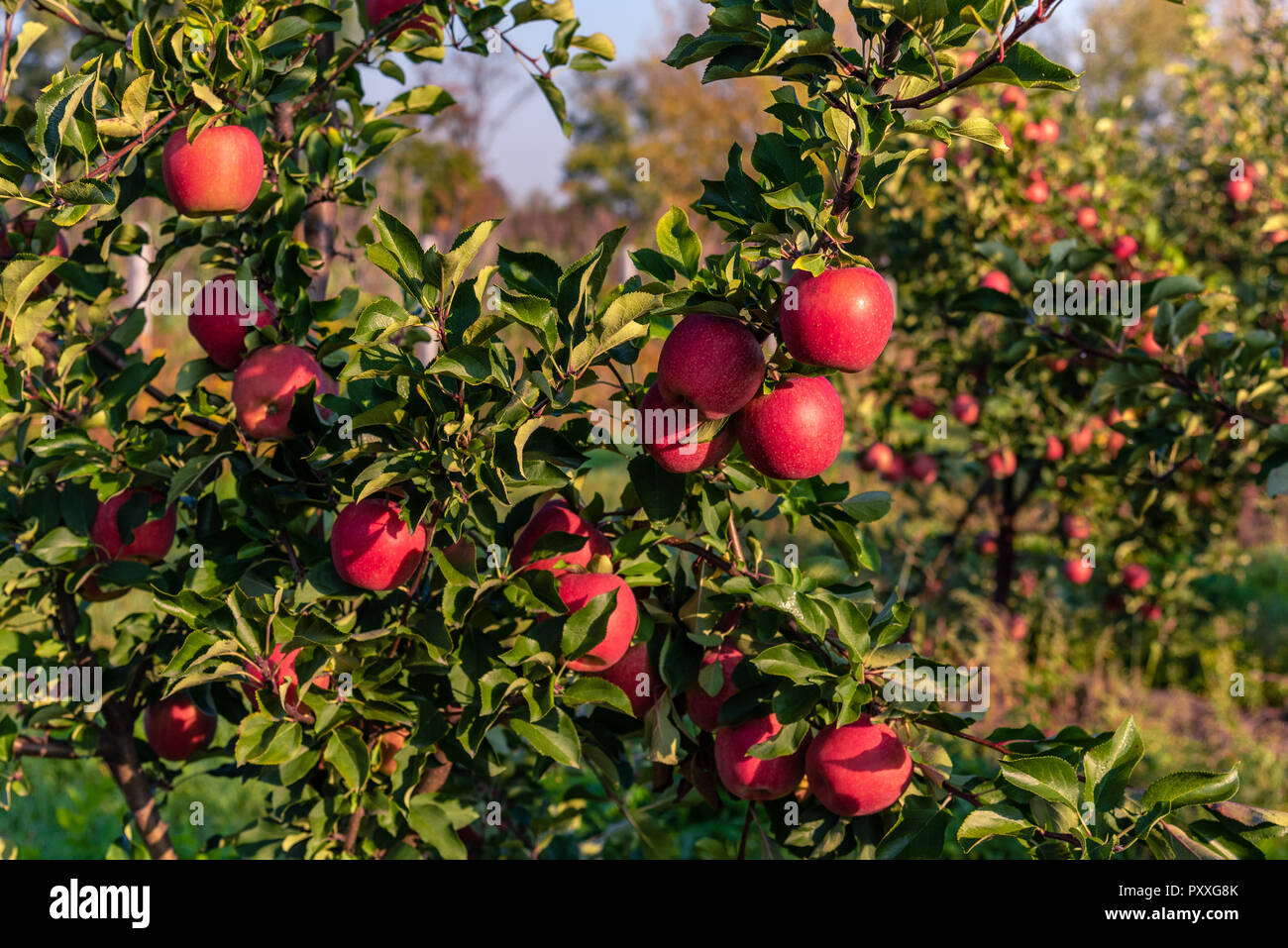 Sweet, red, juicy apples growing on the tree in their natural ...