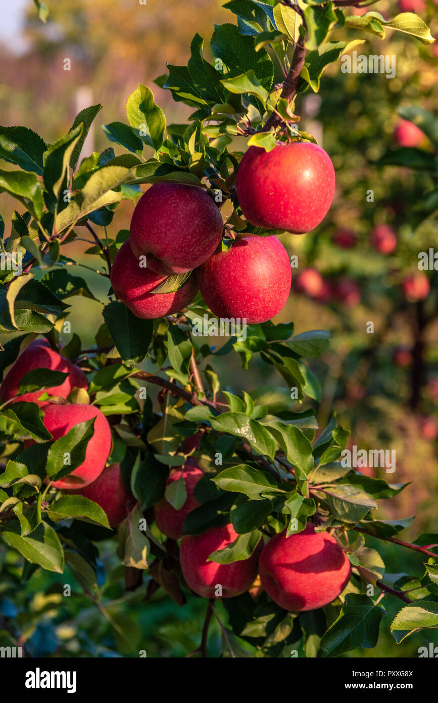 Sweet, red, juicy apples growing on the tree in their natural ...