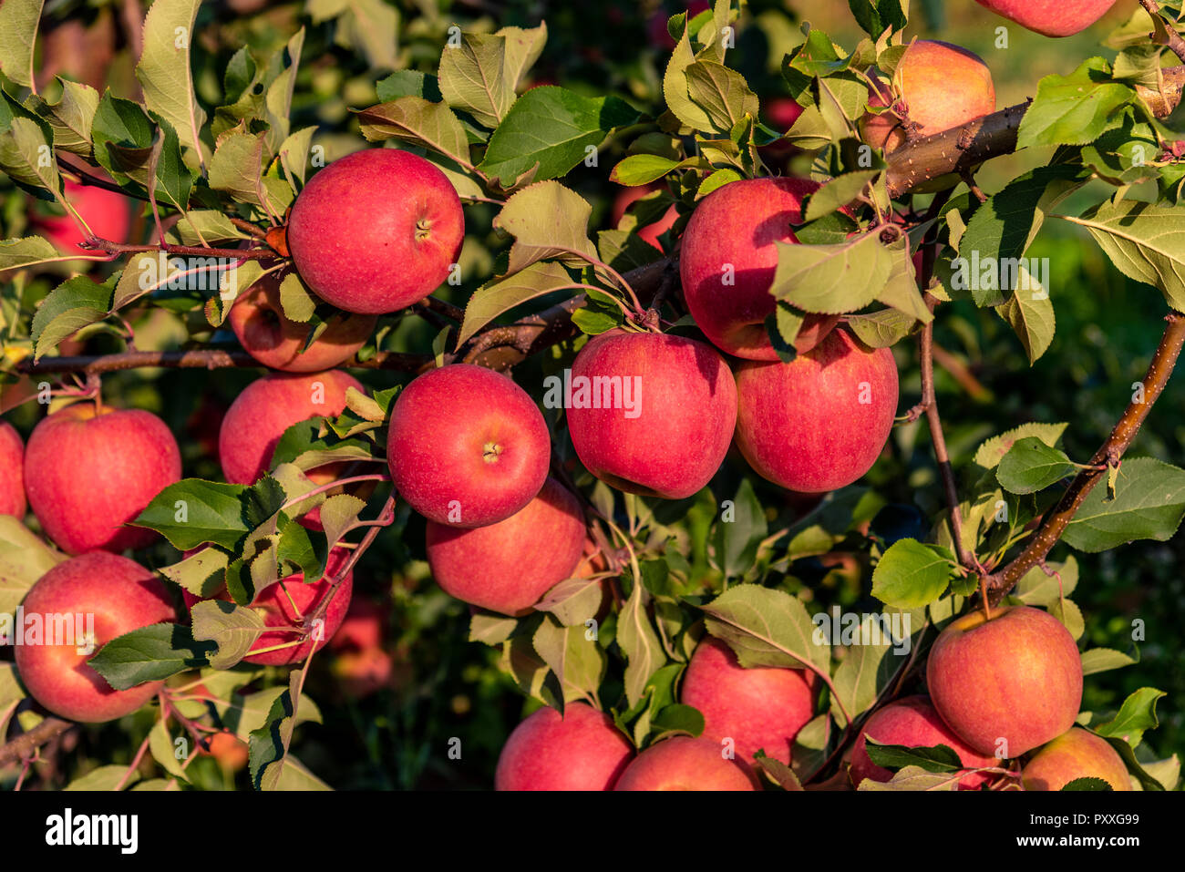 Sweet, red, juicy apples growing on the tree in their natural ...