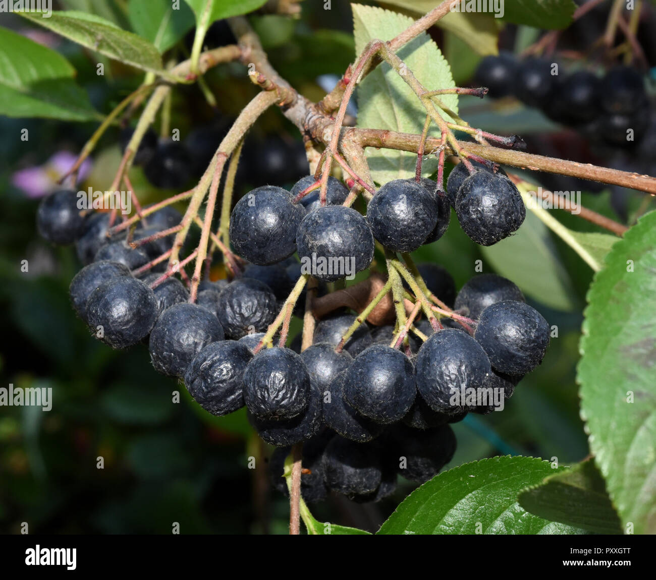 Schwarze aronia aronia melanocarpa hi-res stock photography and images ...