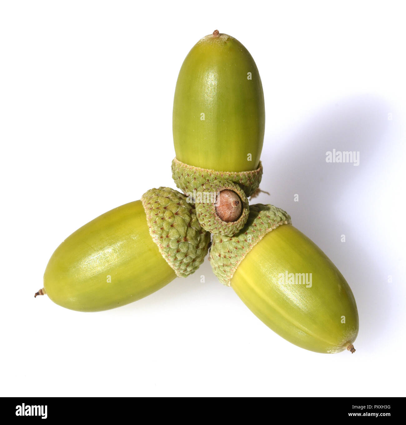 Stieleiche hi-res stock photography and images - Alamy