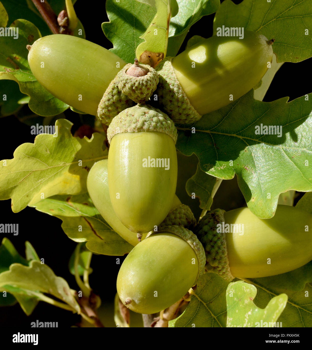 Stieleiche hi-res stock photography and images - Alamy