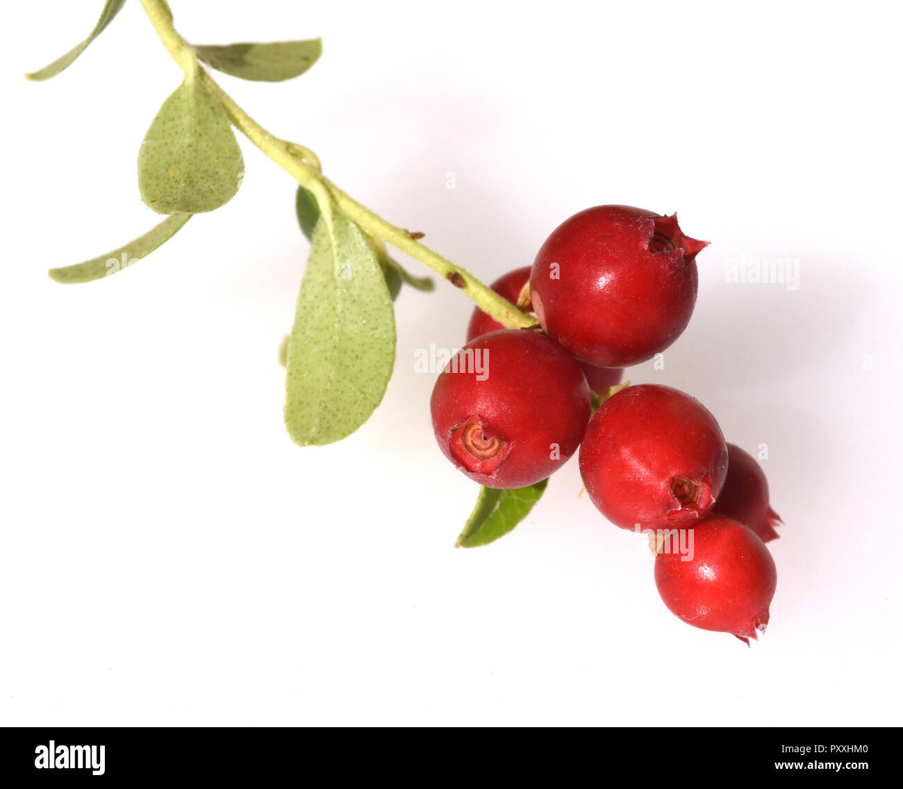 Preiselbeeren hi-res stock photography and images - Alamy