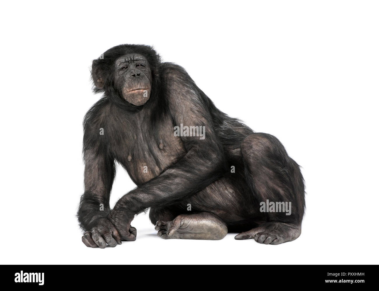 Front view of a monkey lying down Stock Photo - Alamy