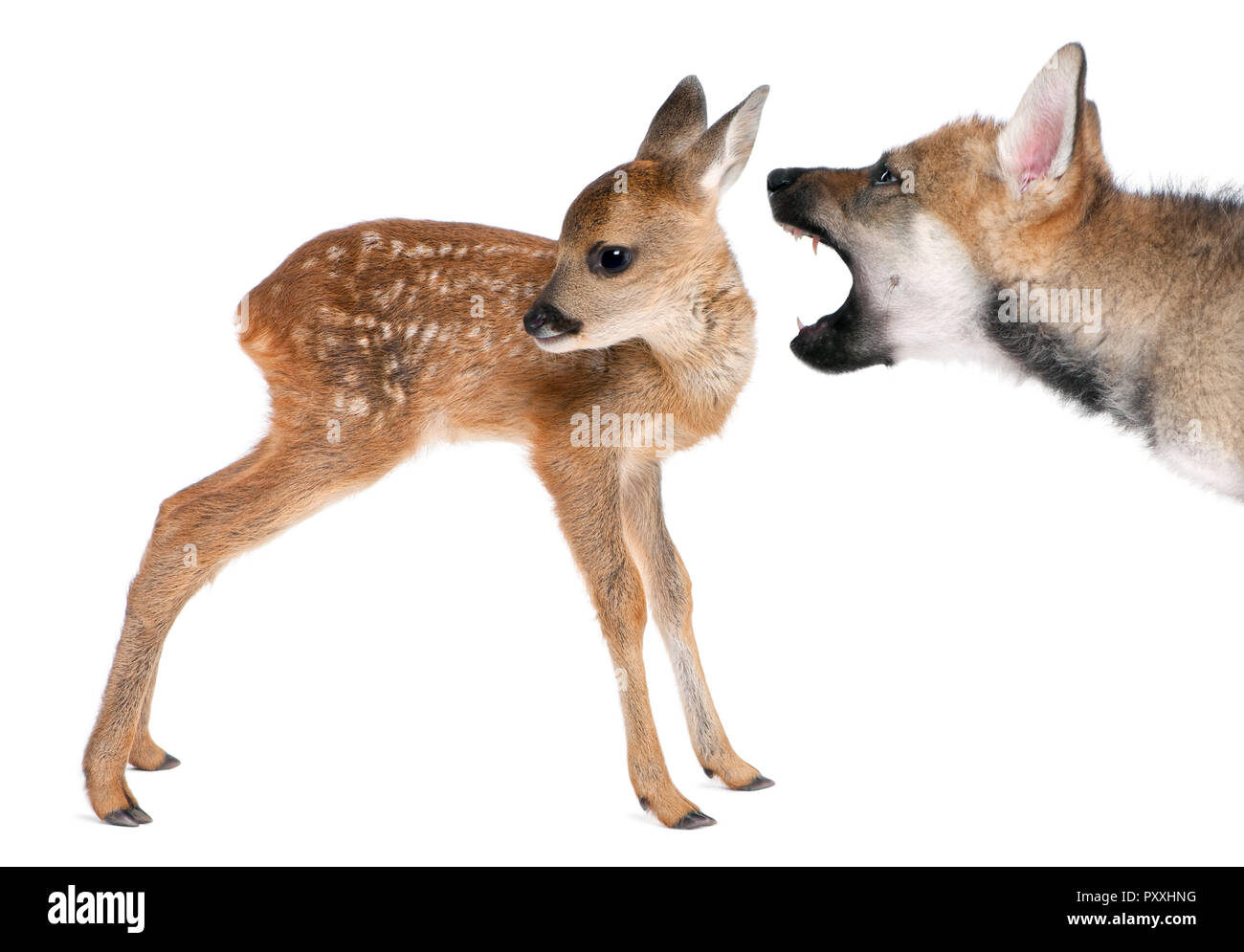 Angry wolf teeth hi-res stock photography and images - Alamy