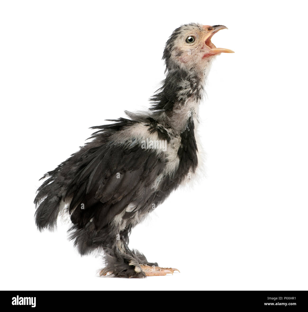 The Pekin is a breed of bantam chicken, 30 days old, standing in front ...