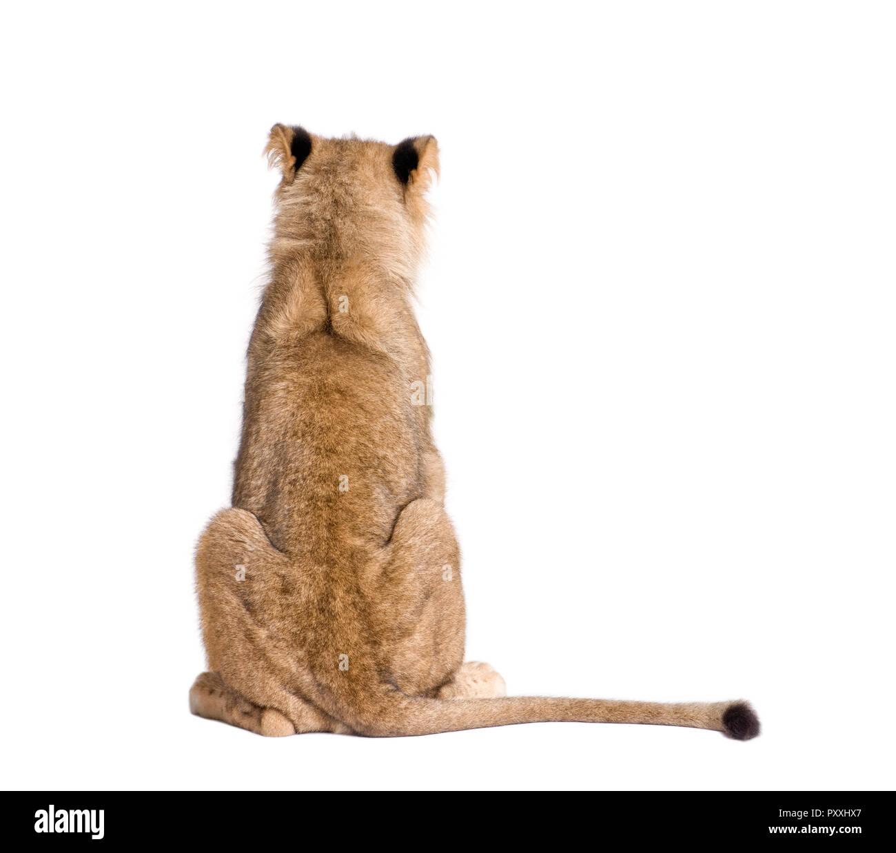Rear view of lion, Panthera leo, 9 months old, in front of white ...
