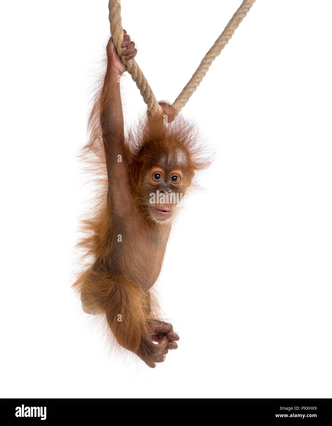 Hanging Baby Monkey Template