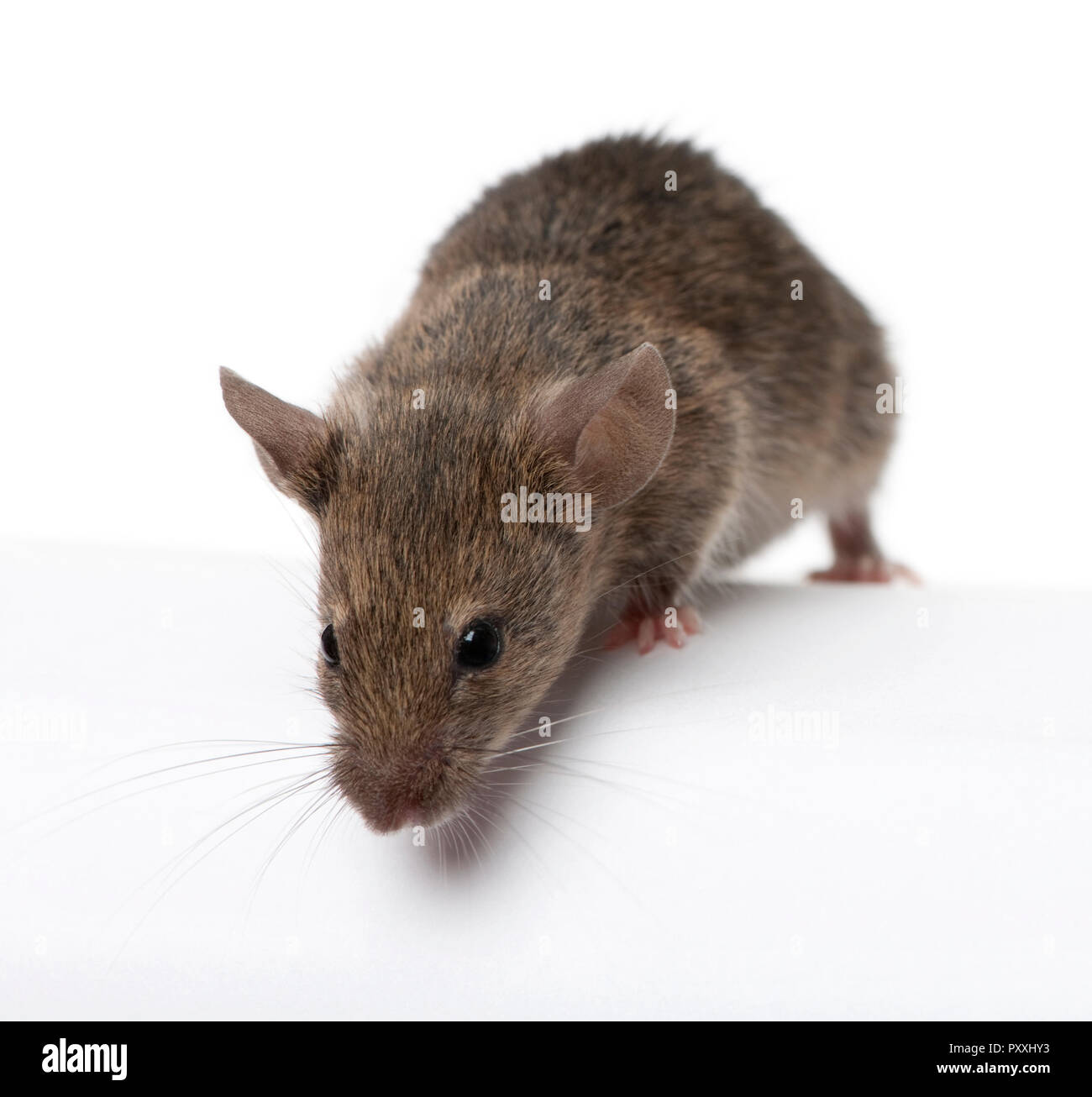 Wild mouse looking down, in front of white background, studio shot ...