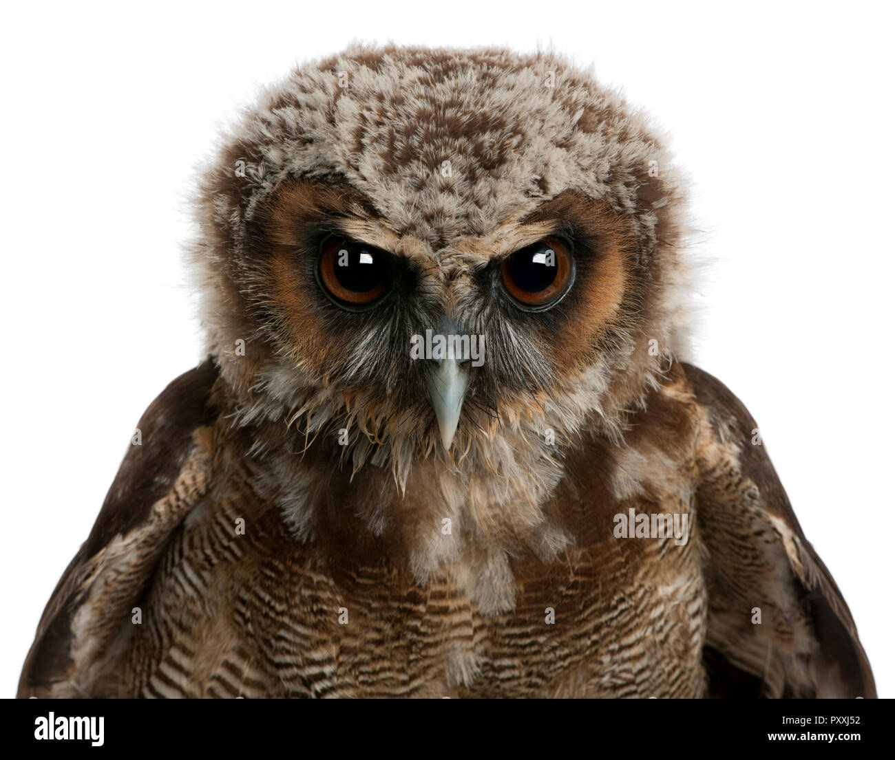 Portrait of Brown Wood Owl, Strix leptogrammica, in front of white ...