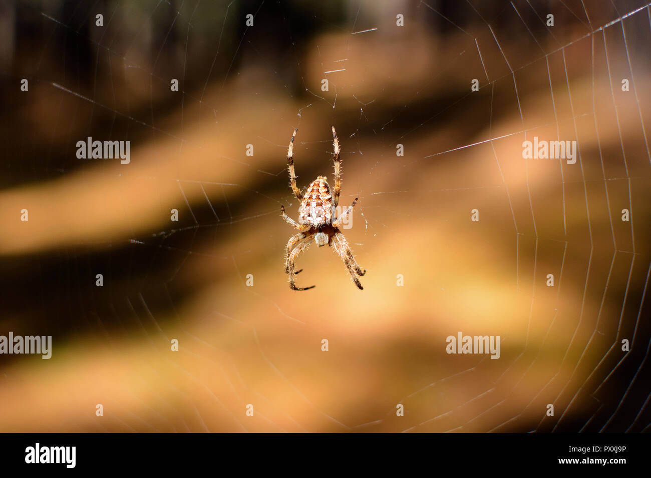 Spider in its environment, the cob web Stock Photo - Alamy