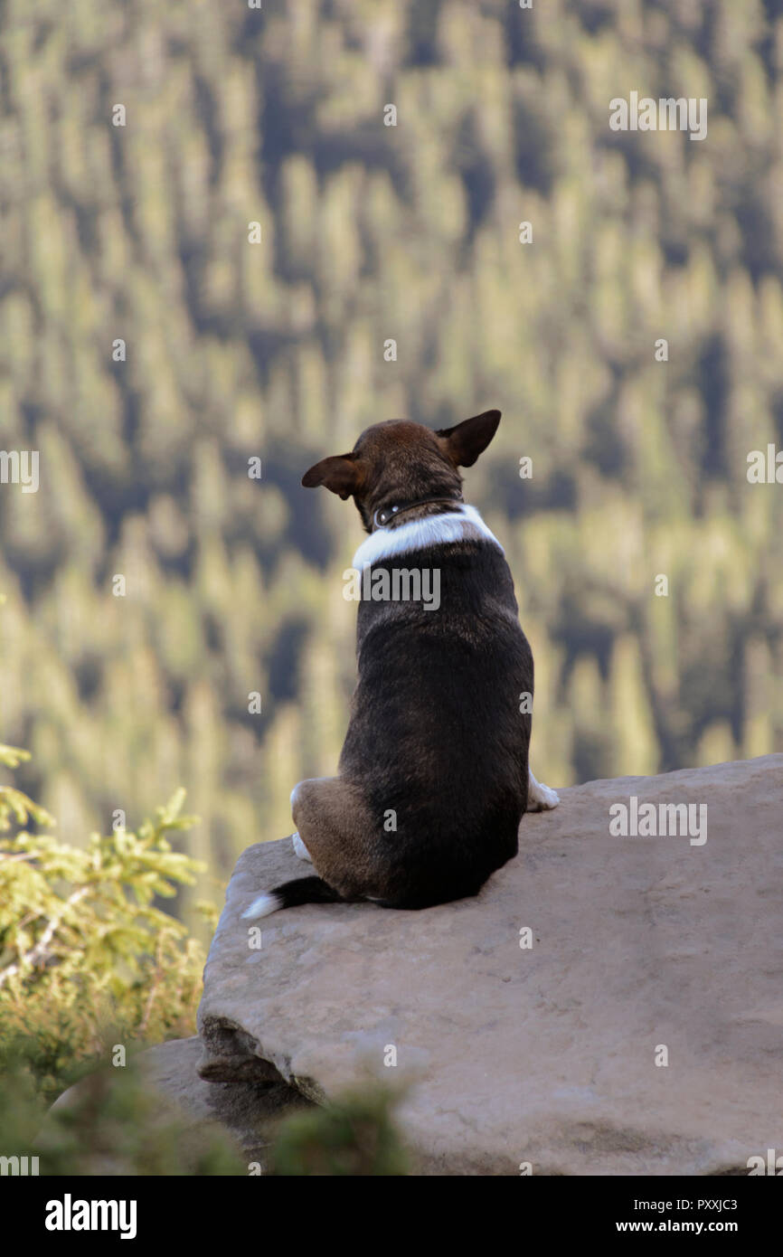 Alone dog sitting on rock against the backdrop of an incredible ...