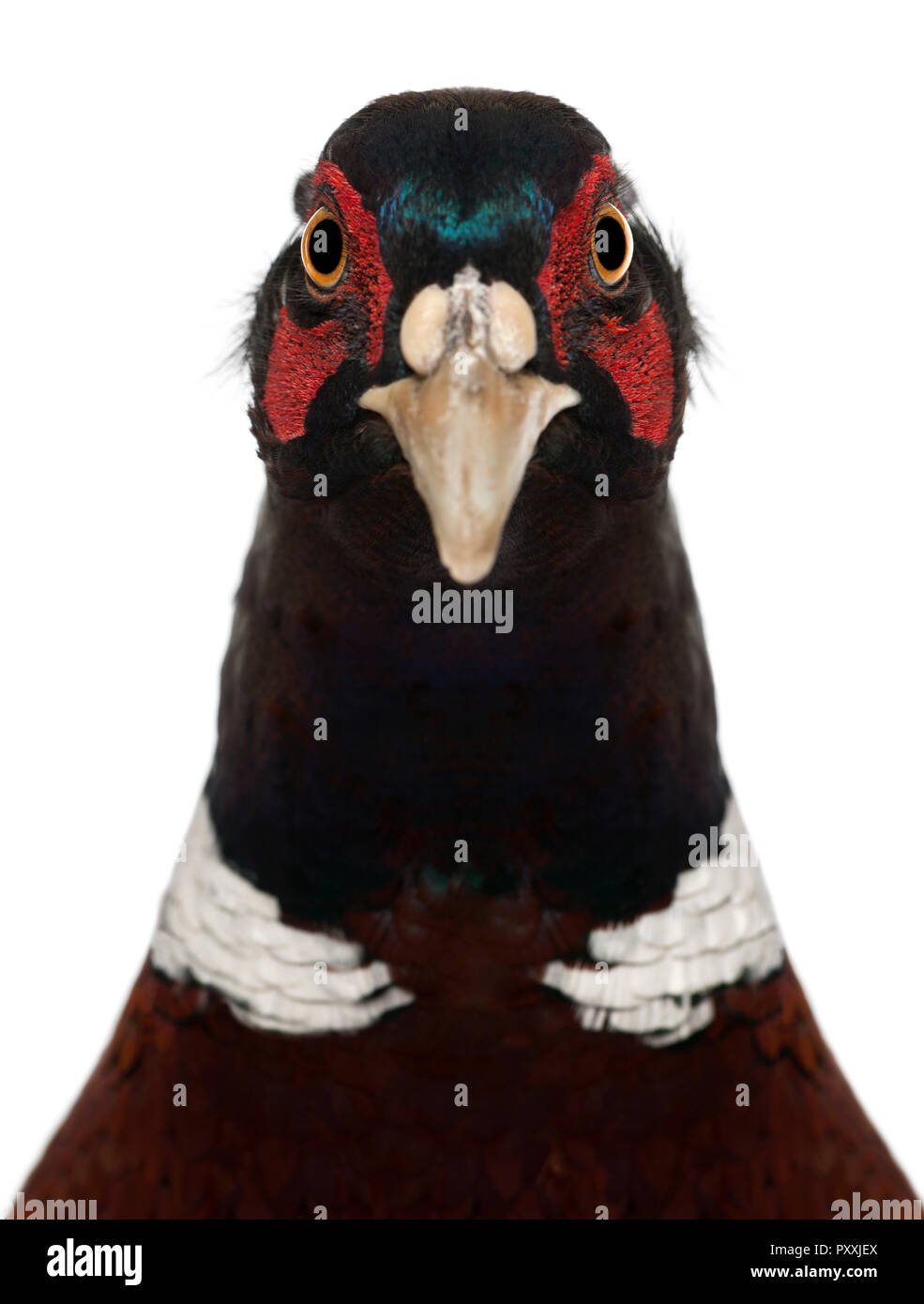 Close up of Male European Common Pheasant, Phasianus colchicus, against ...