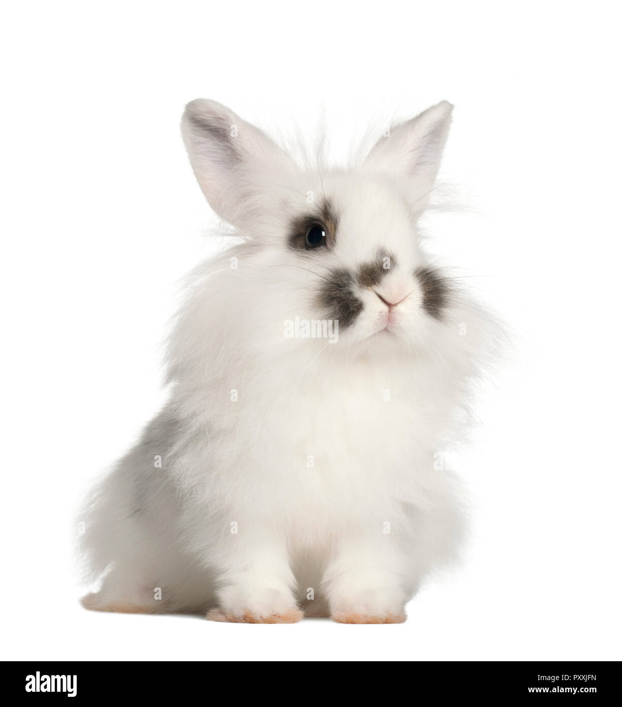 Rabbit sitting in front of white background Stock Photo - Alamy