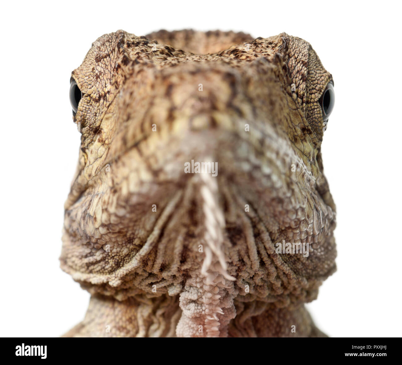 Oriente Bearded Anole or Anolis porcus, Chamaeleolis porcus, Polychrus ...